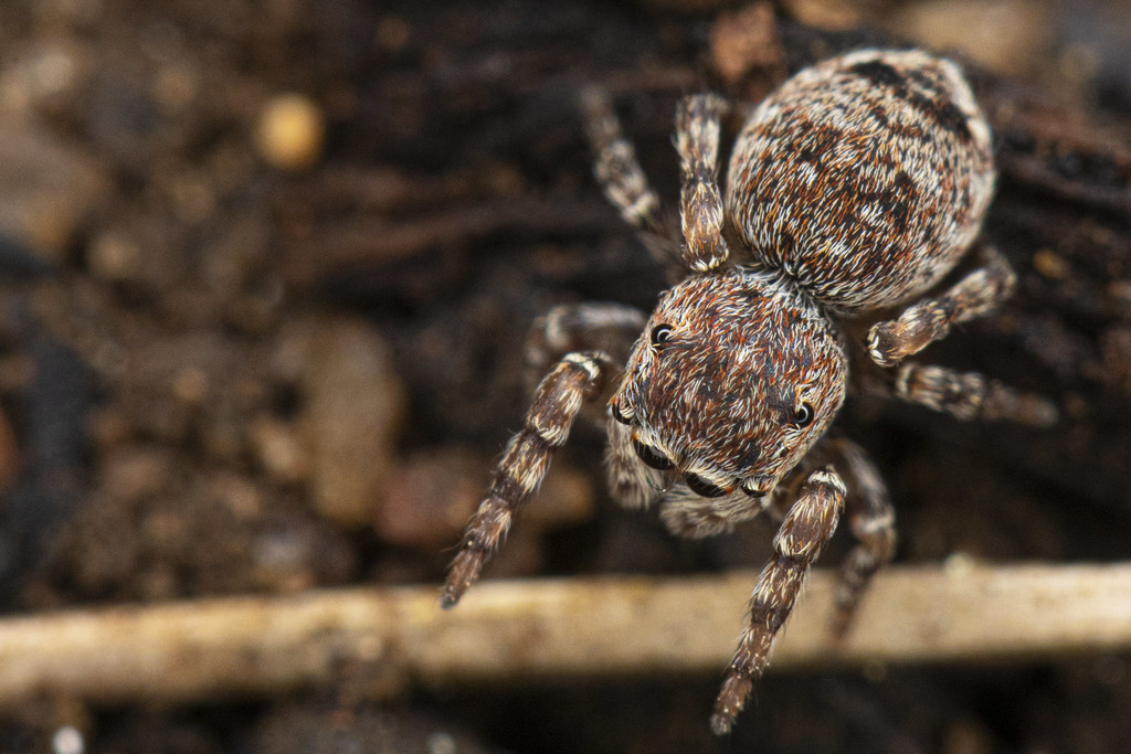 Attulus in May 2020 by solomon v. hendrix · iNaturalist