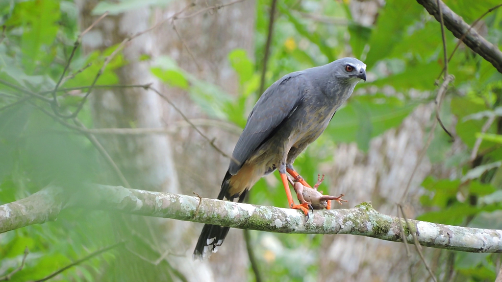 Crane Hawk (Birds of Prey of the US) · iNaturalist