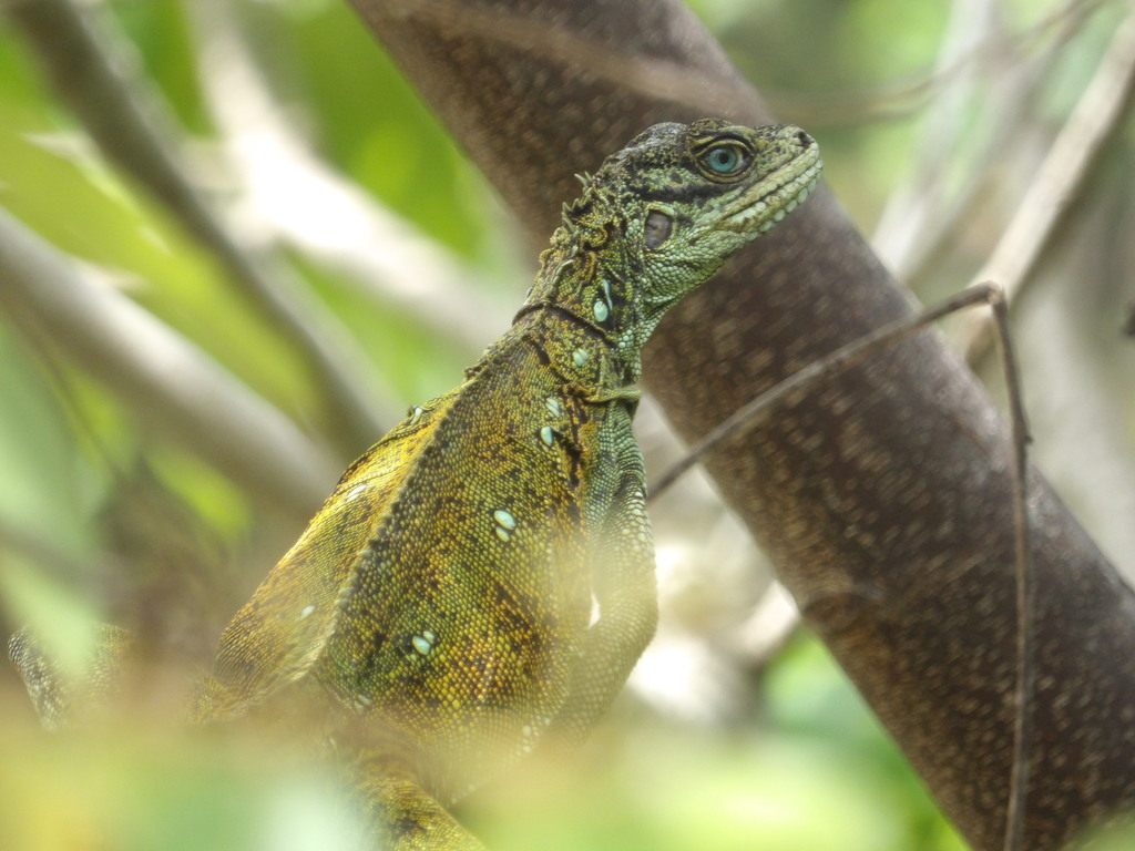 Weber's Sailfin Lizard from Central Halmahera Regency, North Maluku ...