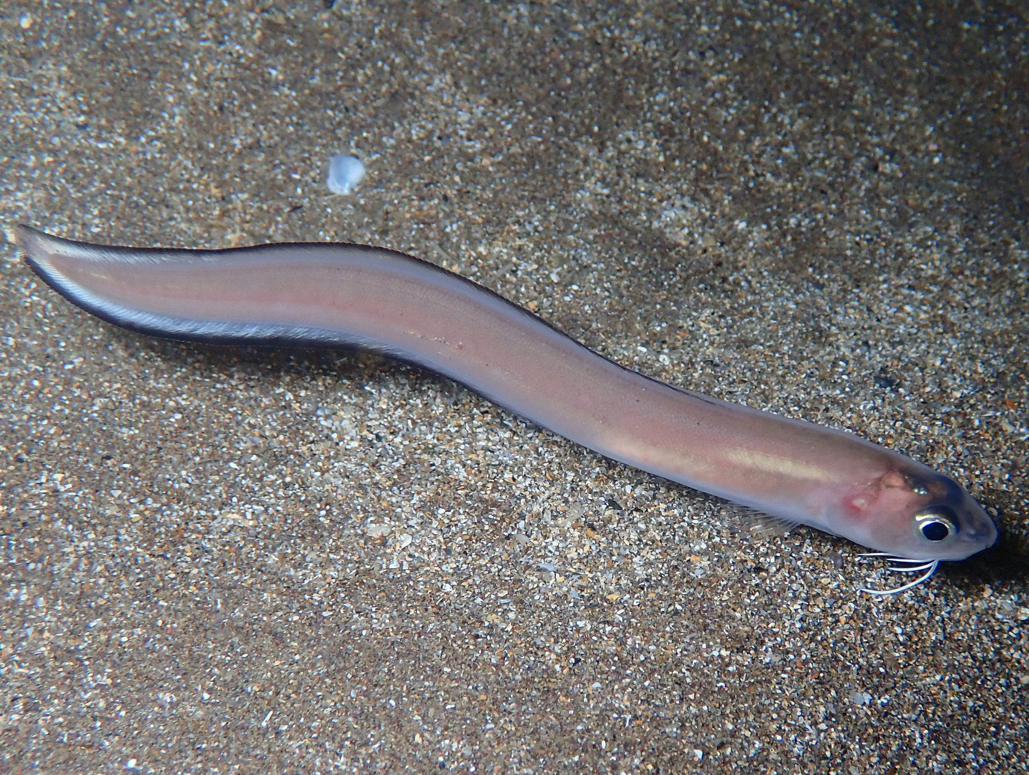 Ophidion rochei Müller, 1845