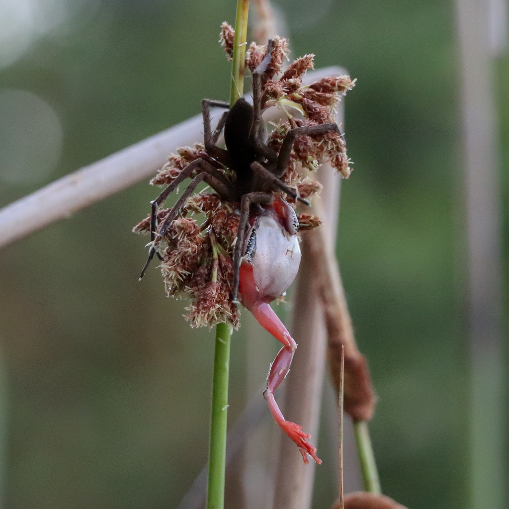 Nursery Web Spiders from Milagro Street, Noordhoek, WC, ZA on December ...