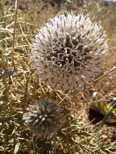 Subspecies Echinops spinosissimus spinosus · iNaturalist United Kingdom