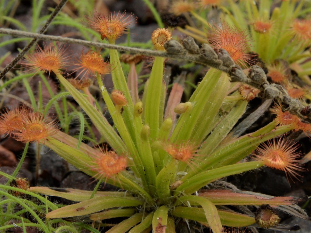 Drosera fulva from Cox Peninsula NT 0822, Australia on December 21 ...