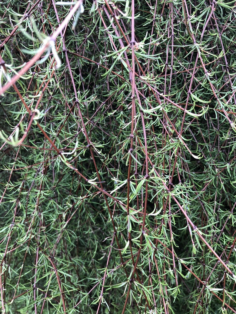 Olearia lineata in December 2020 by Simon Nicholas · iNaturalist