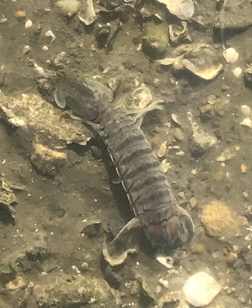 West Atlantic Mantis Shrimp from James Island, Charleston, SC, US on ...