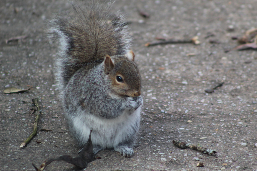 Eastern Gray Squirrel from Druid Hill Park, Baltimore, MD, USA on ...