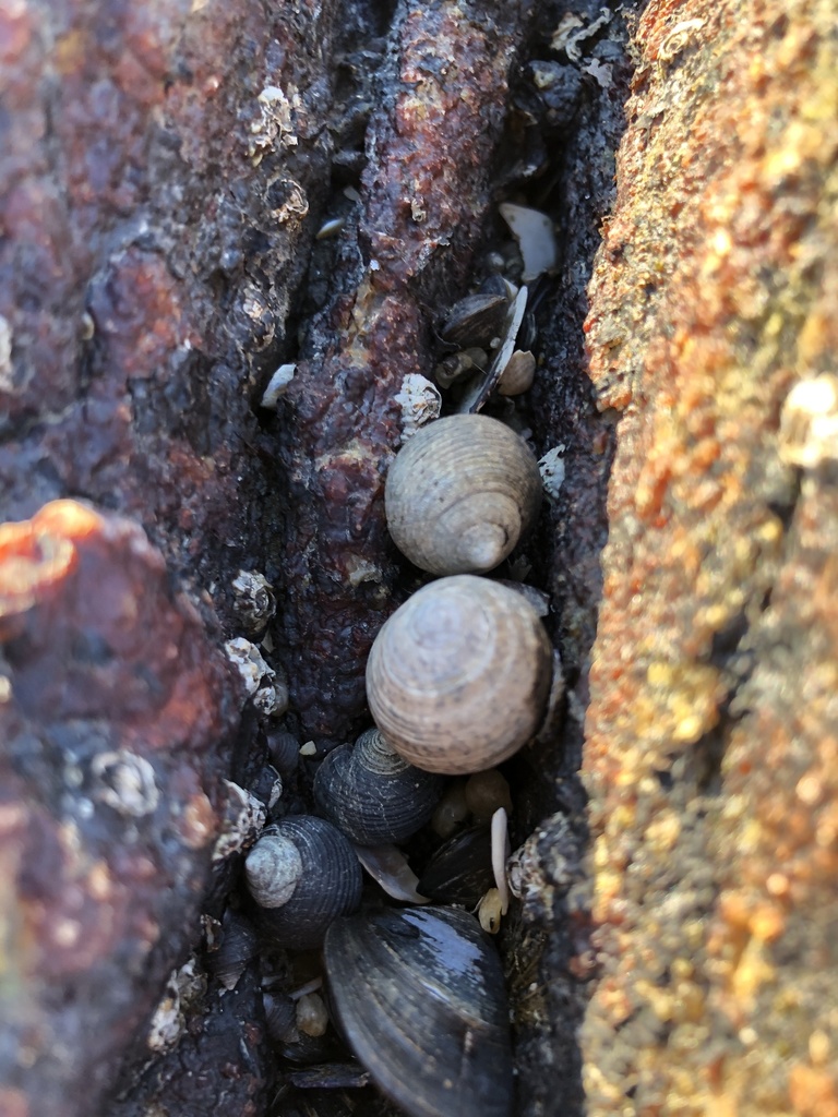 Common Periwinkle from Madison, CT, US on December 26, 2020 at 02:57 PM ...