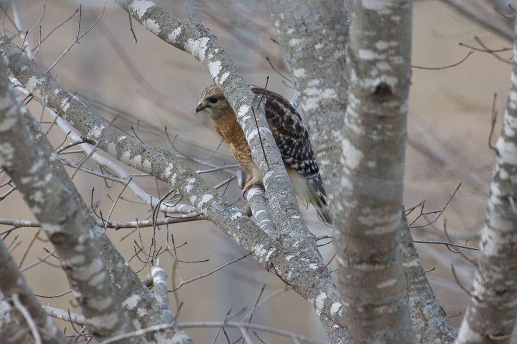Red-shouldered Hawk from Brownsville, West Windsor, VT, USA on December ...