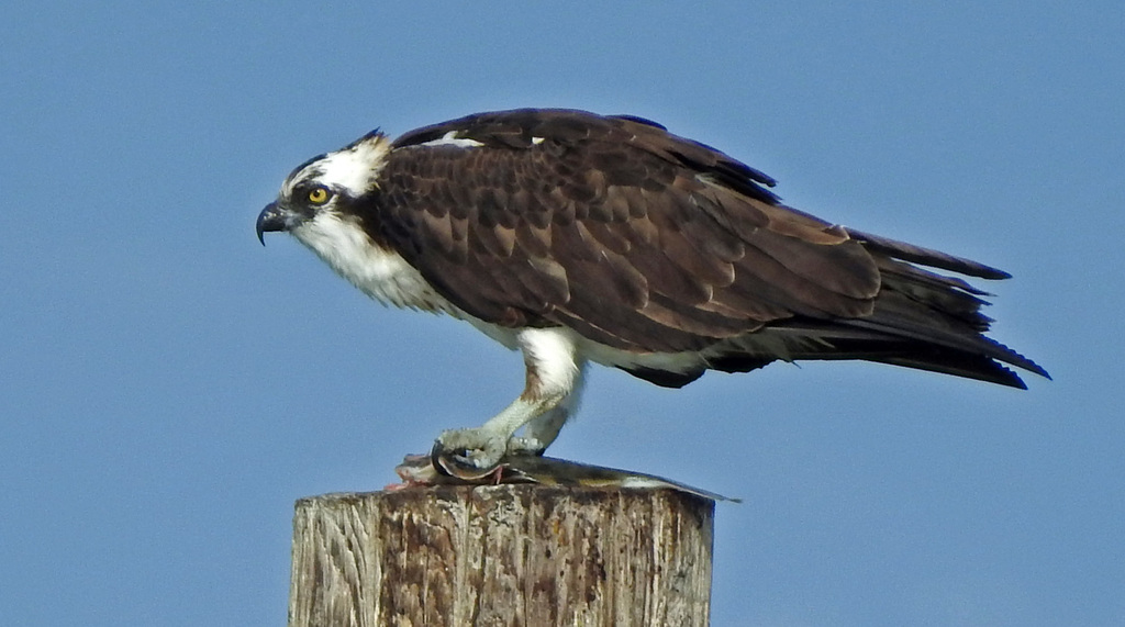 Osprey from Coyote Point County Park, San Mateo, California, United ...