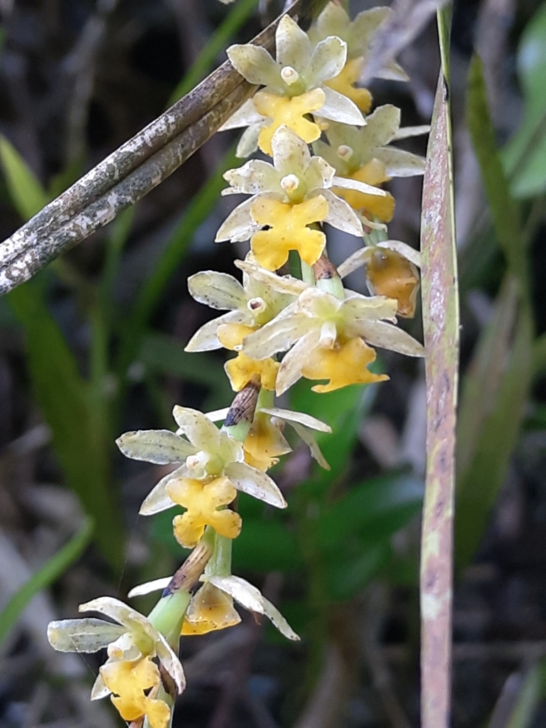 New Zealand Bamboo Orchid from Franklin, NZ-AU, NZ on December 27, 2020 ...