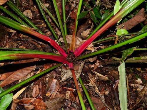 Bromelia fosteriana · iNaturalist Mexico