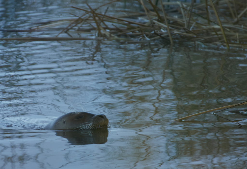 Pacific Harbor Seal from Alviso, San Jose, CA, USA on December 26, 2020 ...