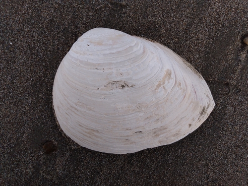Strange Gaper (Tresus allomyax) · iNaturalist