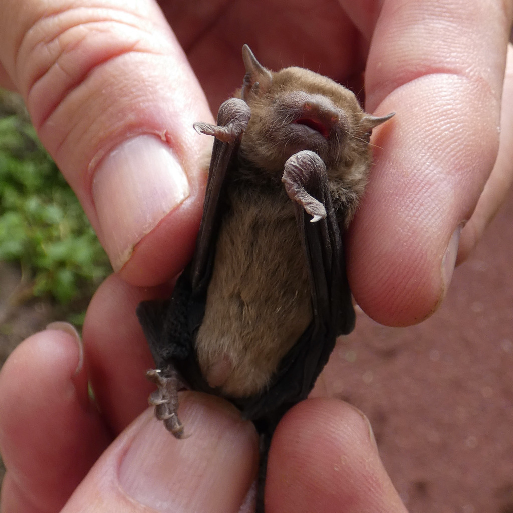 Eastern Forest Bat (Microbats of the Sunshine Coast, QLD) · iNaturalist