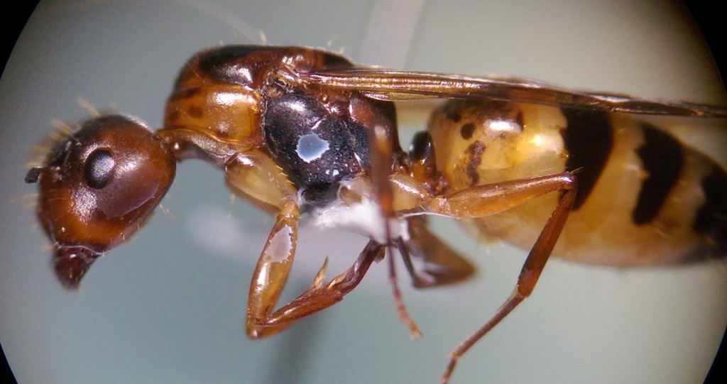 Bearded Carpenter ant from Robertson County, TN, USA on December 26 ...