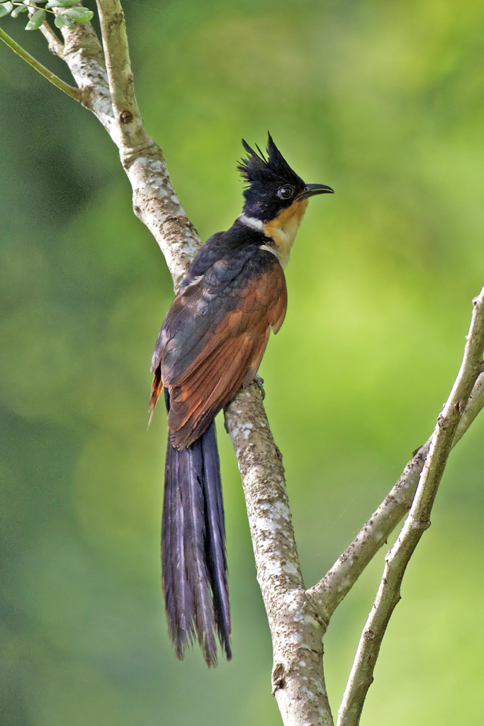 Chestnut-winged Cuckoo (Hainan Birds 海南鸟类) · iNaturalist