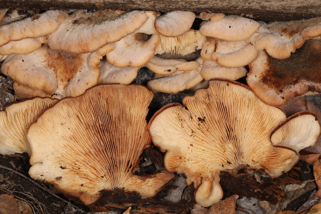 bear lentinus from Polk Twp., Indiana, USA on October 25, 2020 by John ...
