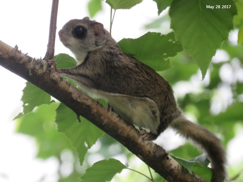 Palearctic Flying Squirrels (Pteromys) - Know Your Mammals