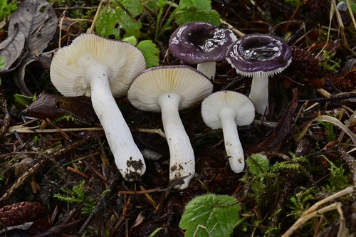 Russula zelleri · iNaturalist