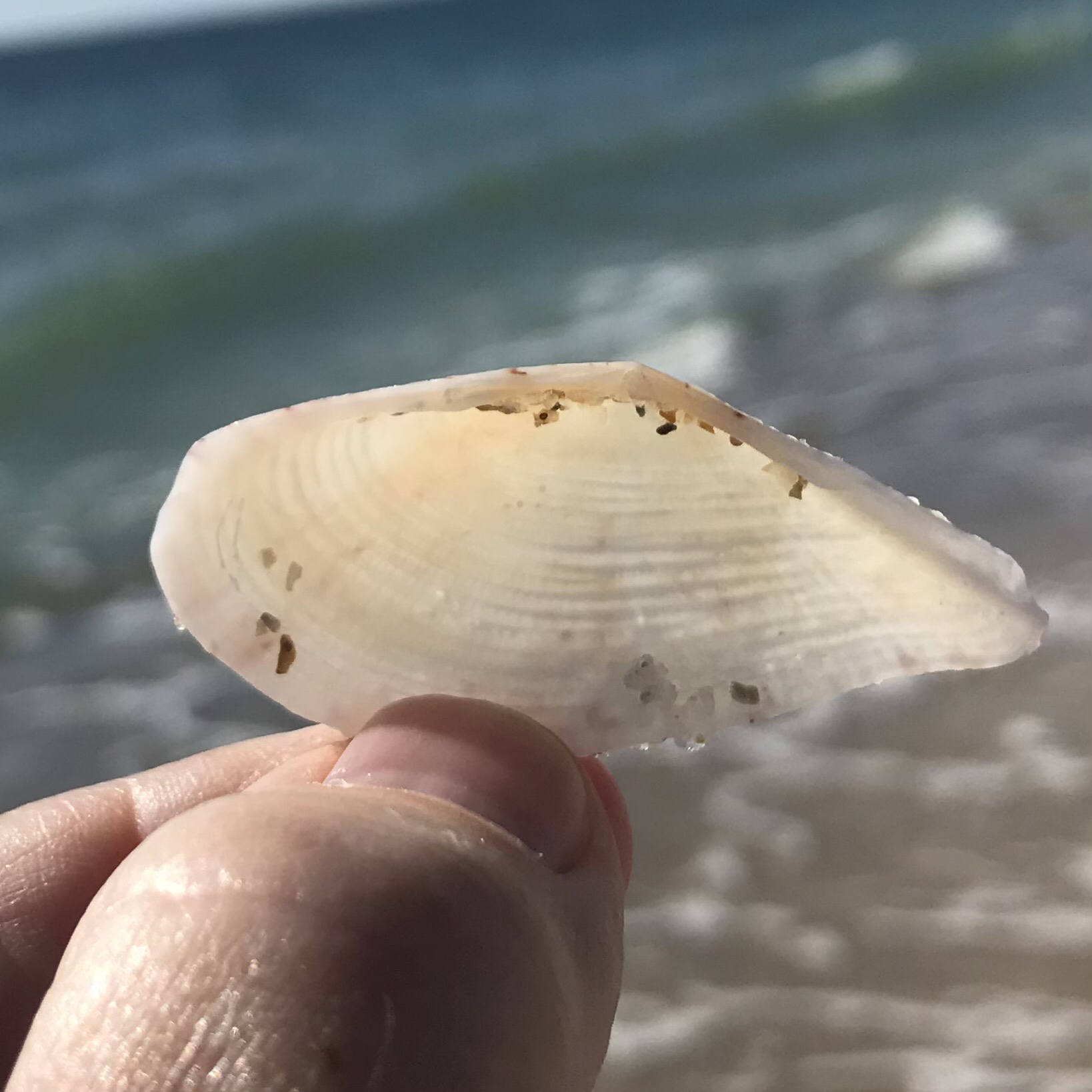 Tellinella listeri (Röding, 1798)