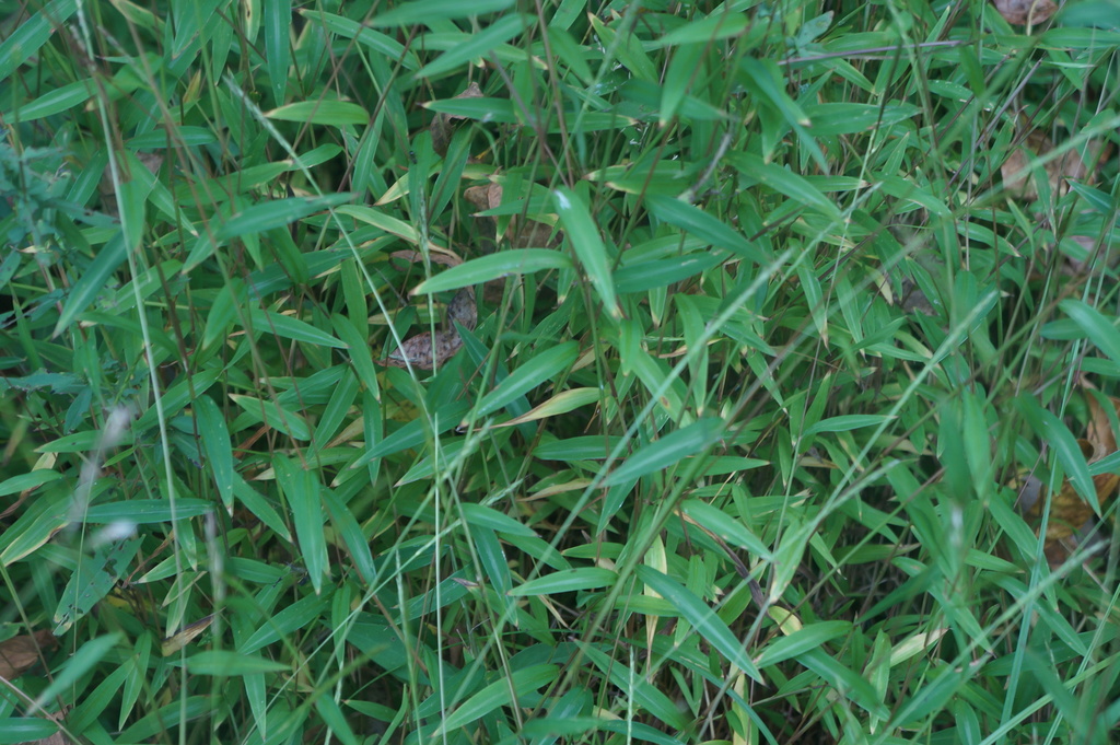 Japanese Stiltgrass (Invasive Plants of Maryland) · iNaturalist