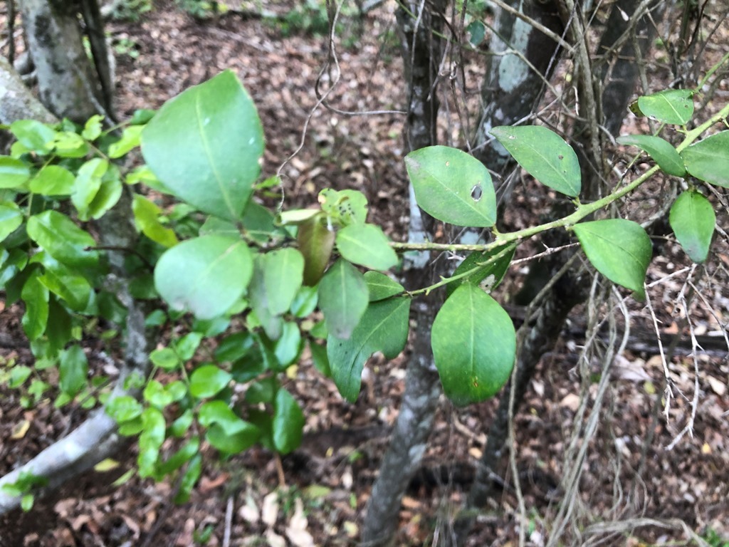Australian round lime from Rosewood QLD 4340, Australia on December 27 ...