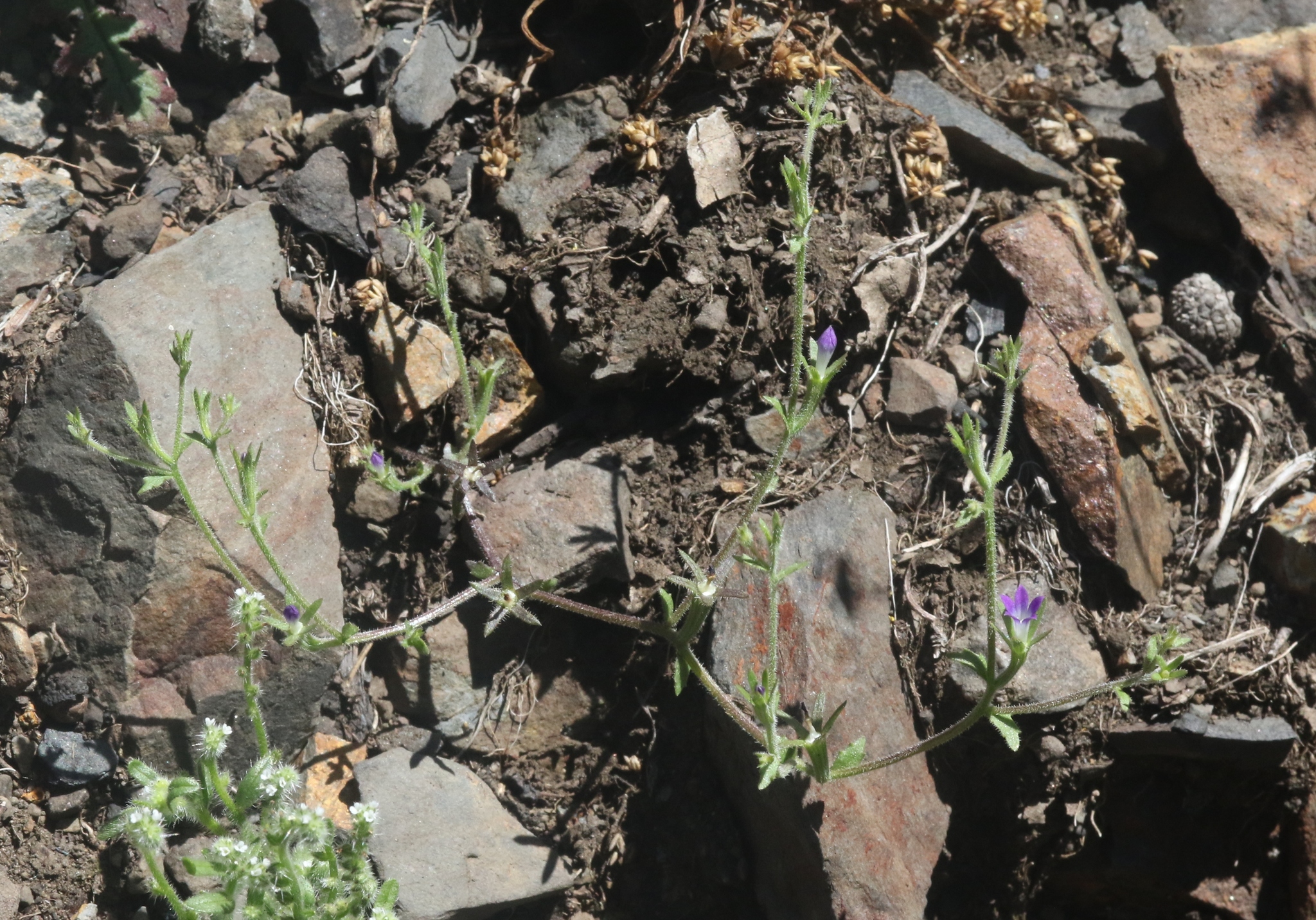 Githopsis diffusa A.Gray