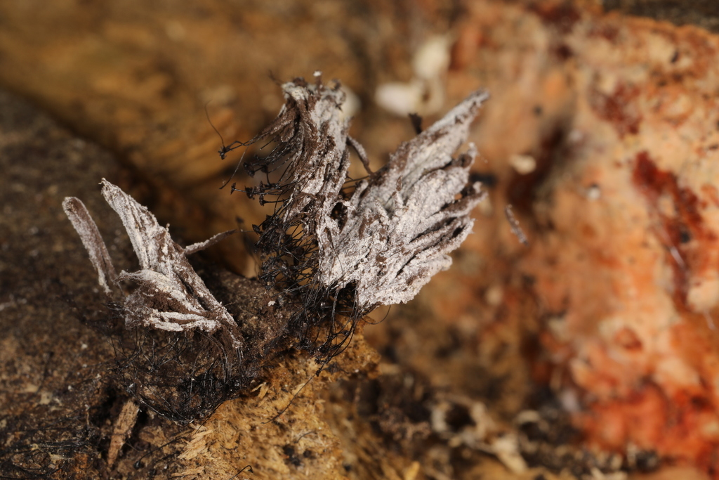 Nectriopsis rexiana from Monroe Co., Indiana, USA on October 18, 2020 ...