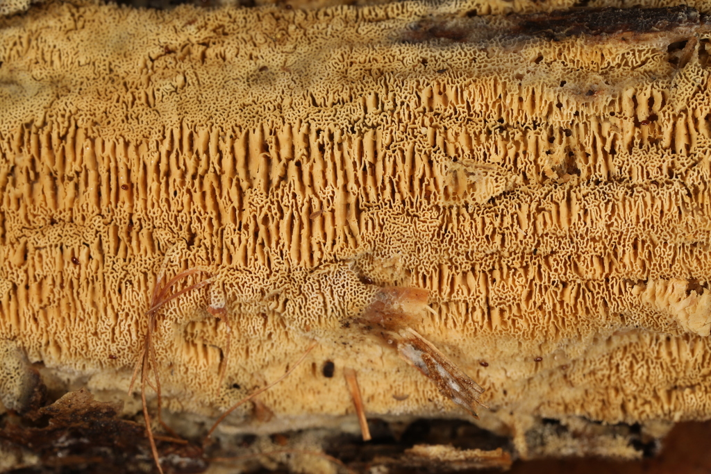 Xylodon ovisporus from Steuben Co., Indiana, USA on October 23, 2020 by ...