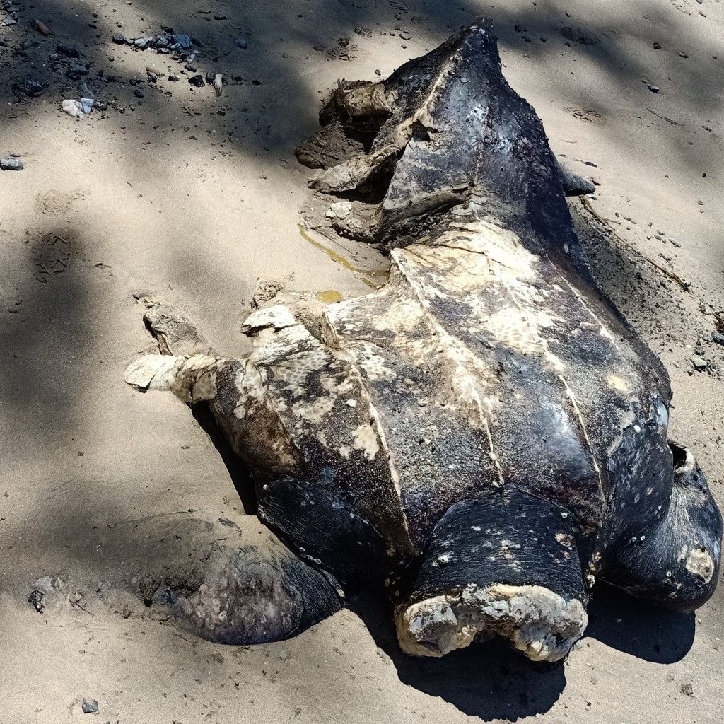 Leatherback Sea Turtle from Eurobodalla, AU-NS, AU on December 27, 2020 ...