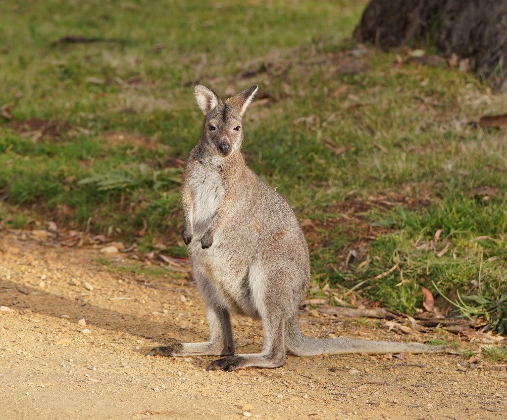 Mainland Red-necked Wallaby (Notamacropus rufogriseus banksianus ...