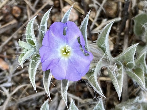 Variety Evolvulus sericeus elongatus · iNaturalist