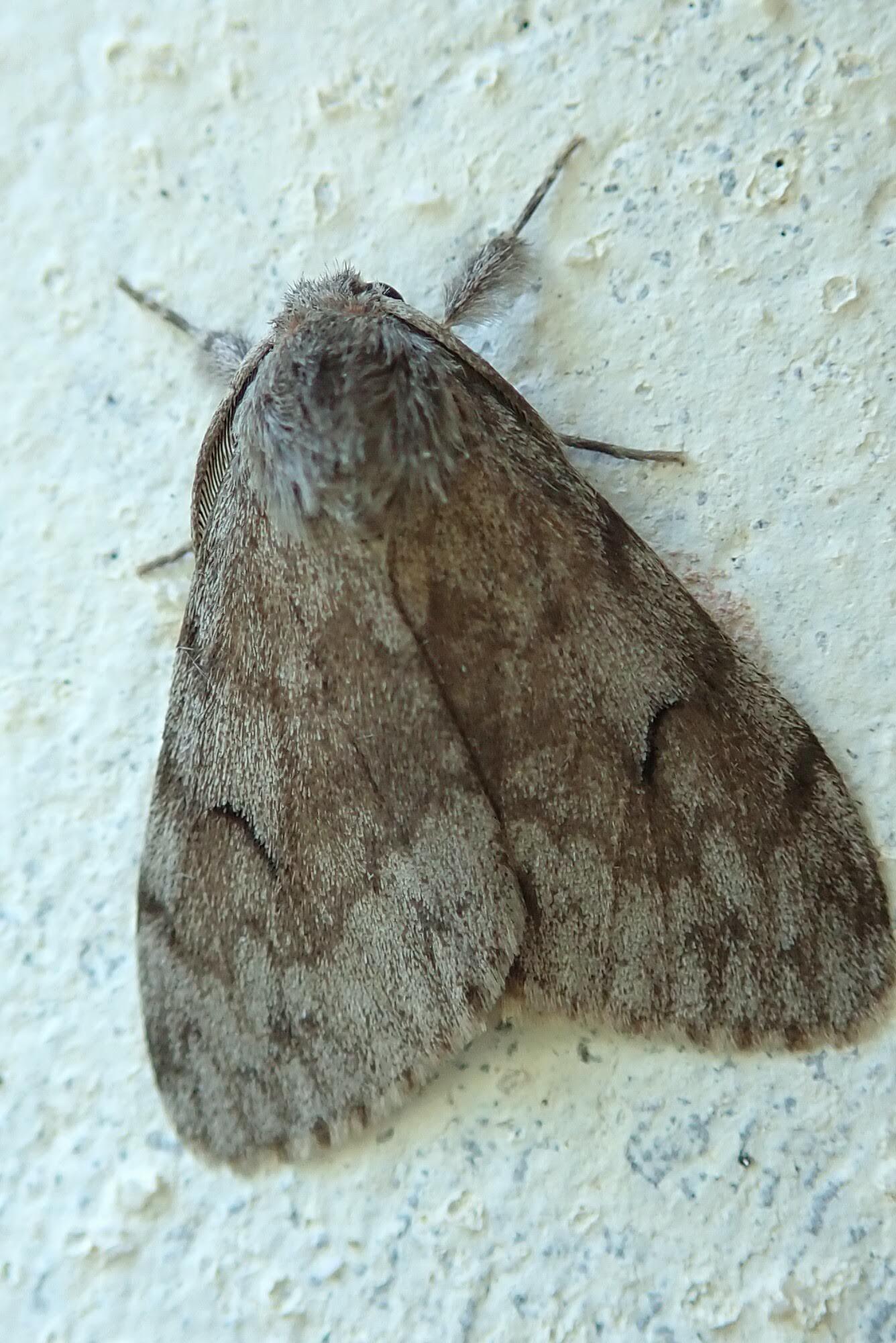 Lymantria dissoluta Swinhoe, 1903