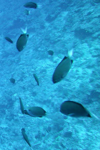 Chromis pembae Smith, 1960