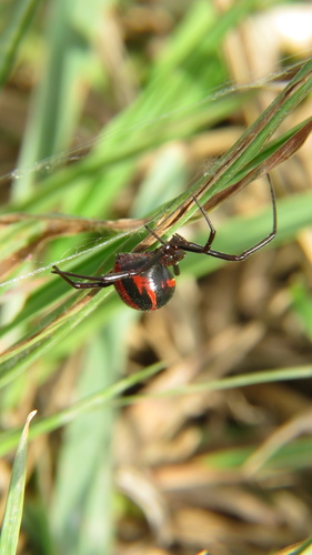 Latrodectus antheratus · iNaturalist