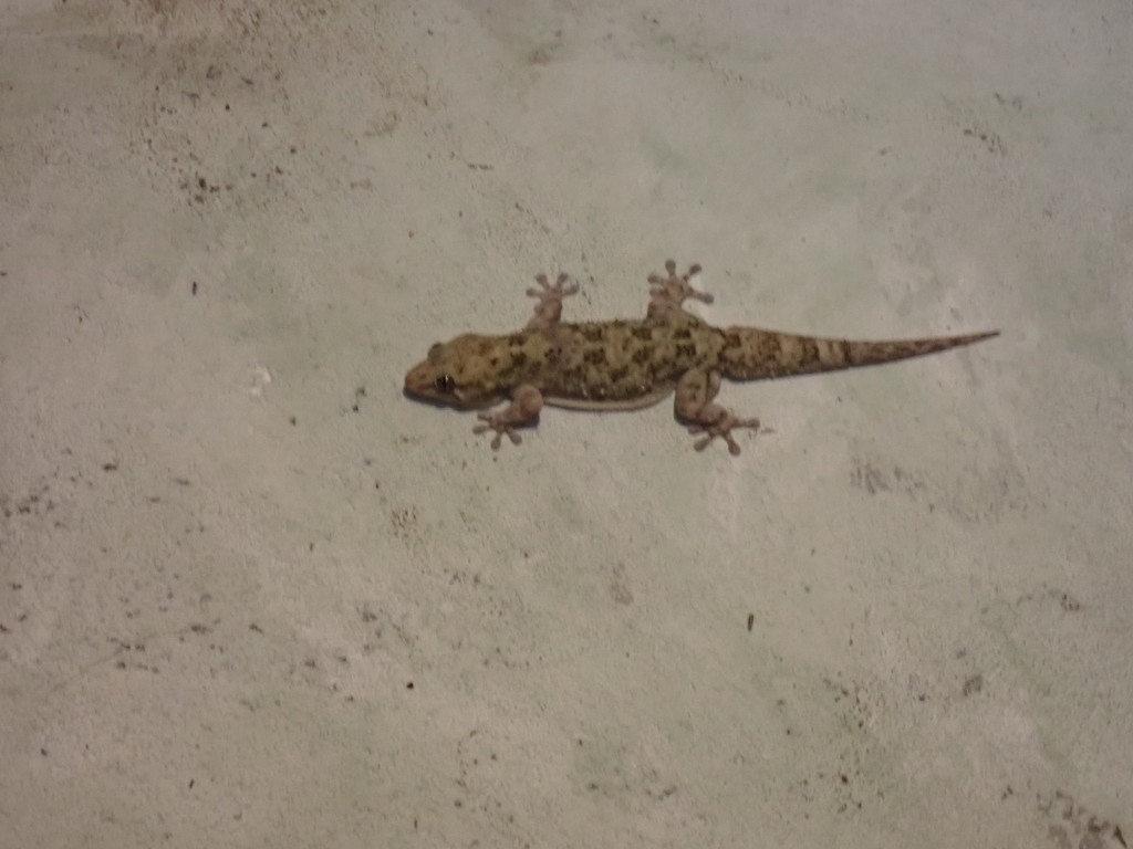 Warty Thick-toed Gecko from Kidayi, Tanzania on November 30, 2020 at 08 ...