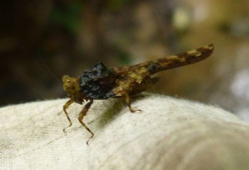 Royitettix pyramidatus · iNaturalist