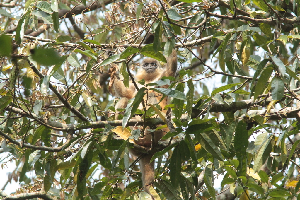 Capped Lutung in March 2013 by Paul G. Schrijvershof · iNaturalist