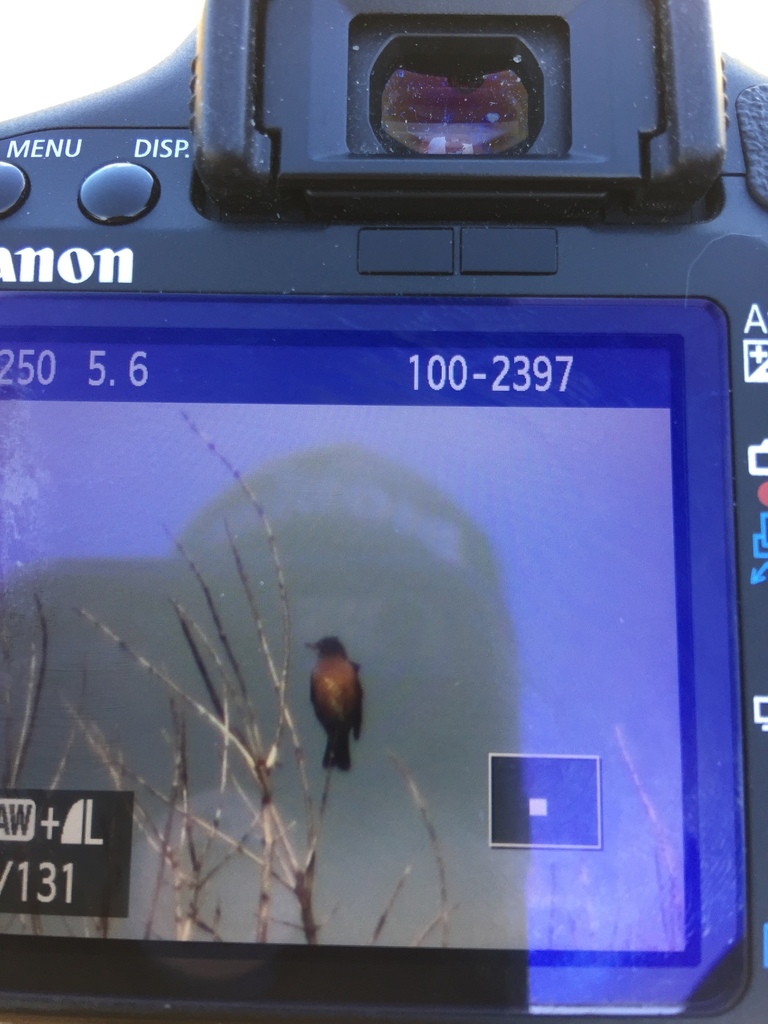 American Robin from 60617, Chicago, IL, US on September 30, 2017 at 10: ...