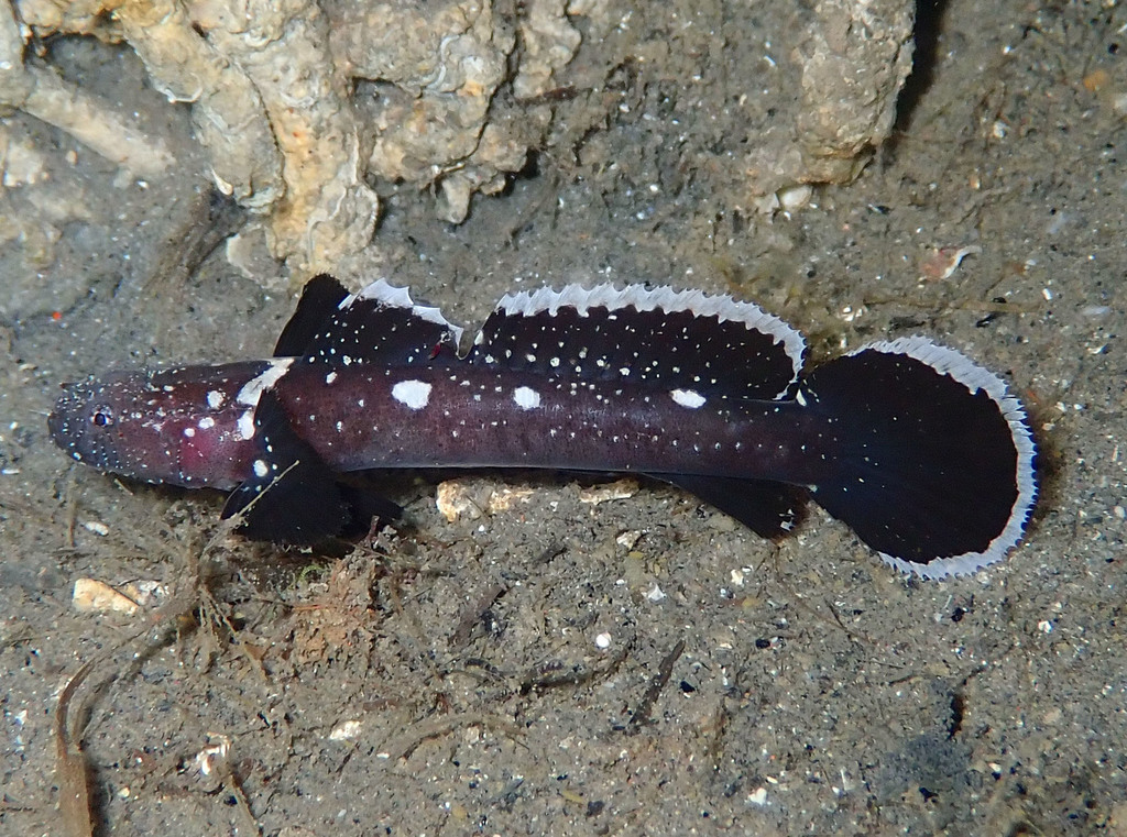 Night Goby from Bouches-du-Rhône, Provence-Alpes-Côte d'Azur, FR on ...