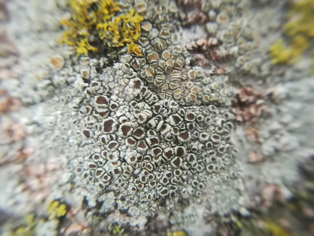 Bumpy Rim-lichen (Lichens of the Chicago Region) · iNaturalist