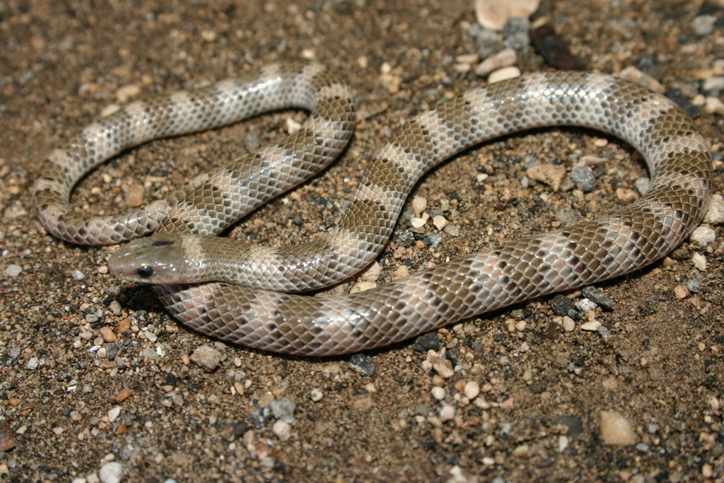 Ground Snake (Sonora semiannulata) - Snakes and Lizards