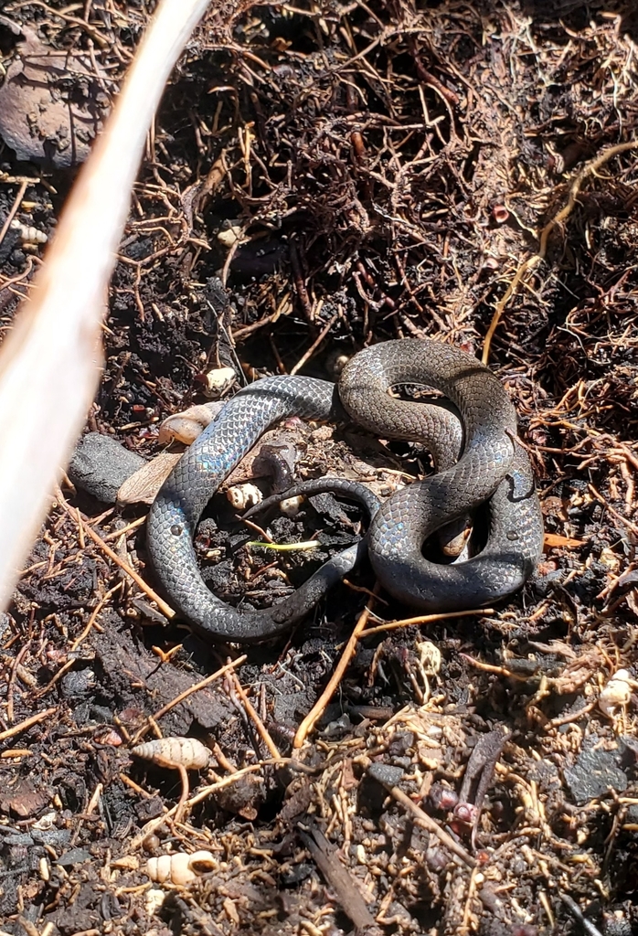 Key Ringneck Snake in December 2020 by John Slapcinsky · iNaturalist