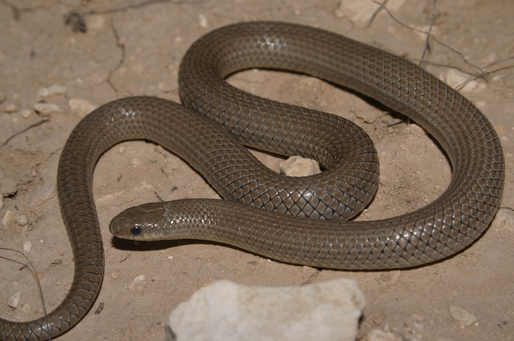 Ground Snake (Sonora semiannulata) - Snakes and Lizards