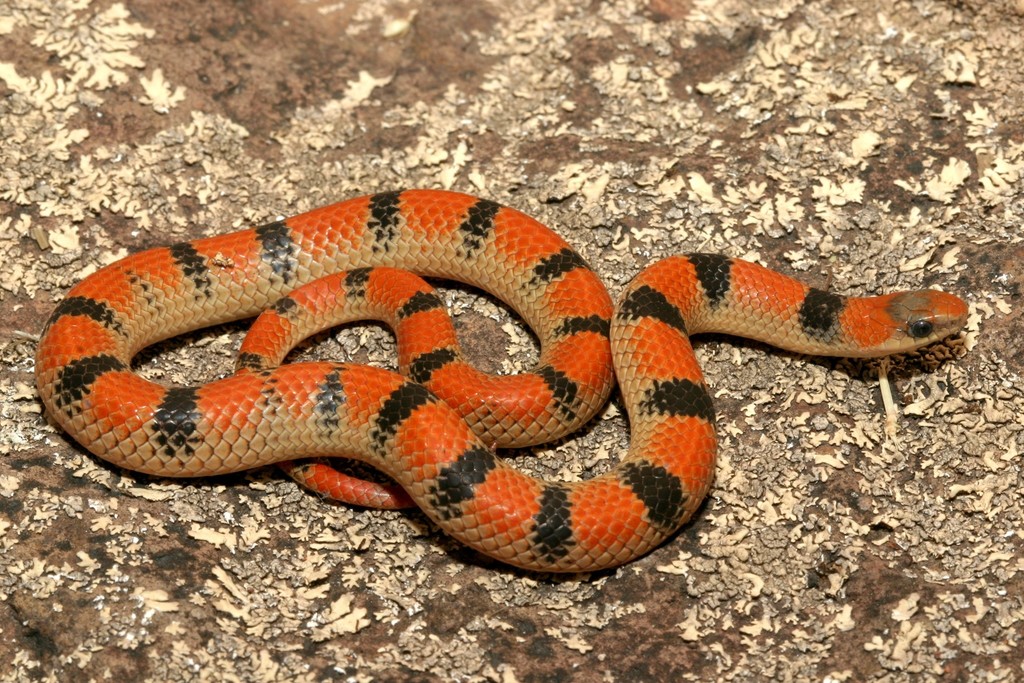 Ground Snake (Sonora semiannulata) - Snakes and Lizards