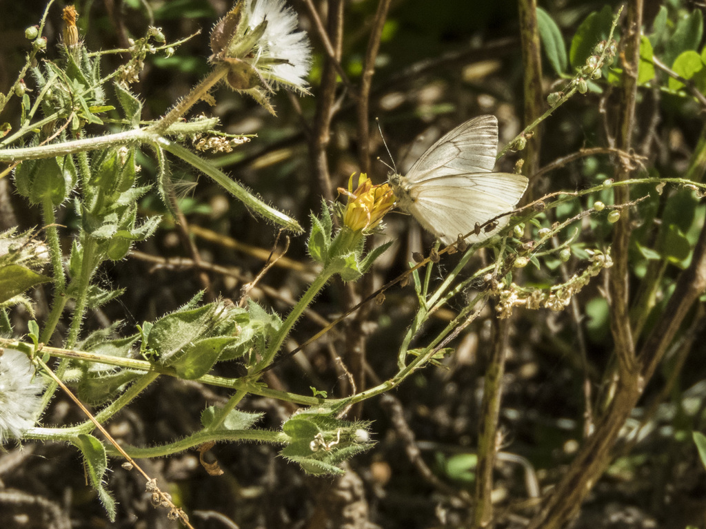 Phulia maenacte from Berazategui, Buenos Aires, Argentina on December ...
