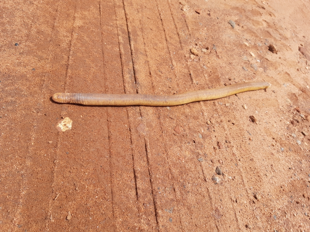 Red Worm Lizard from Goiânia - GO, Brasil on 26 December, 2020 at 10:43 ...