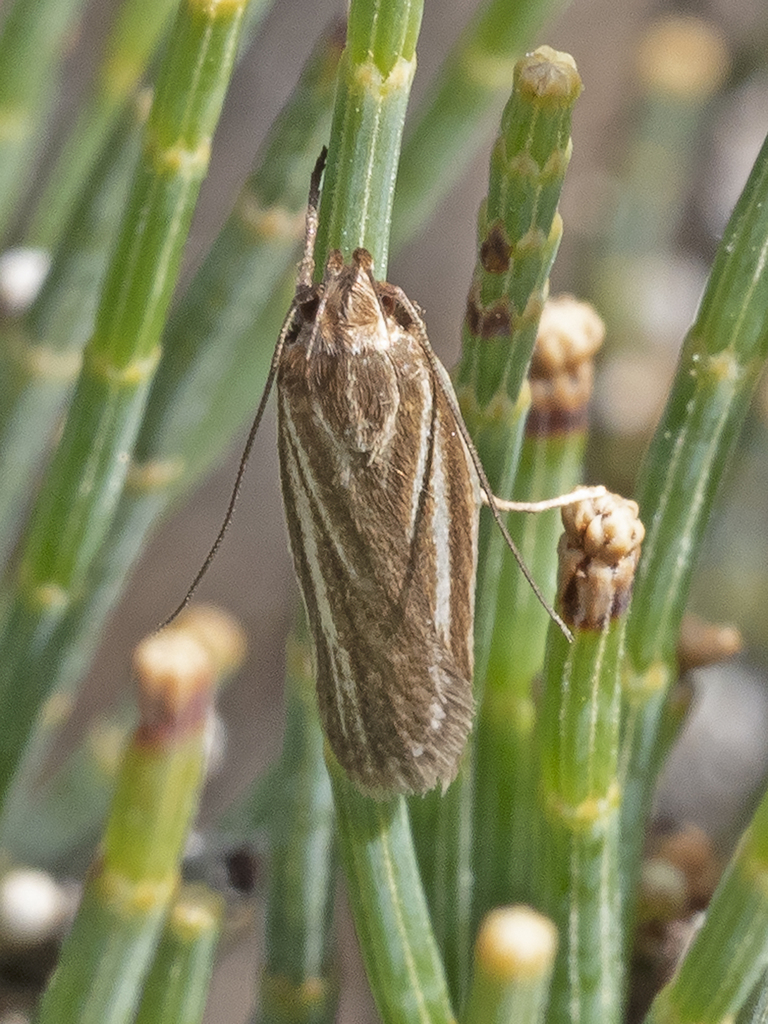 Xylorycta calligramma from Port Arthur TAS 7182, Australia on December ... Xylorycta calligramma from Port Arthur TAS 7182, Australia on December ...