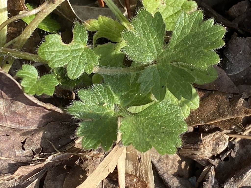 bulbous buttercup from Bedford, Virginia, United States on February 17 ...