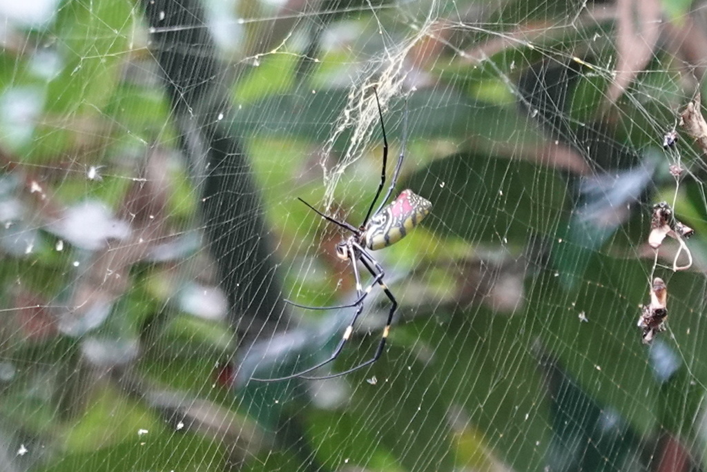 Joro Spider from 士林區 on December 26, 2020 at 02:57 PM by 潘慈恩 · iNaturalist